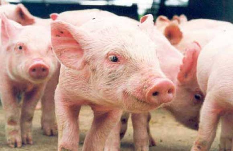 Reconoce Estados Unidos a México como país libre de Fiebre Porcina ...