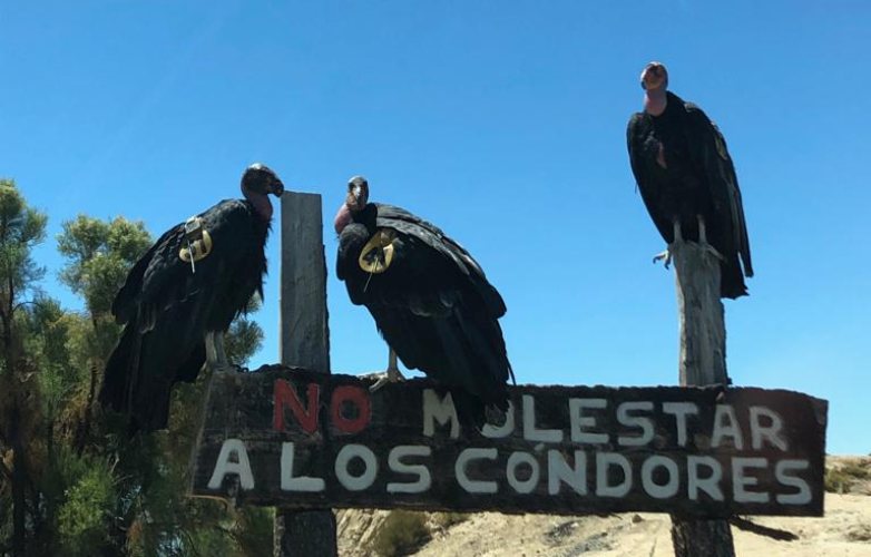 Realizan proyecto en BCS para la conservación del cóndor californiano ...