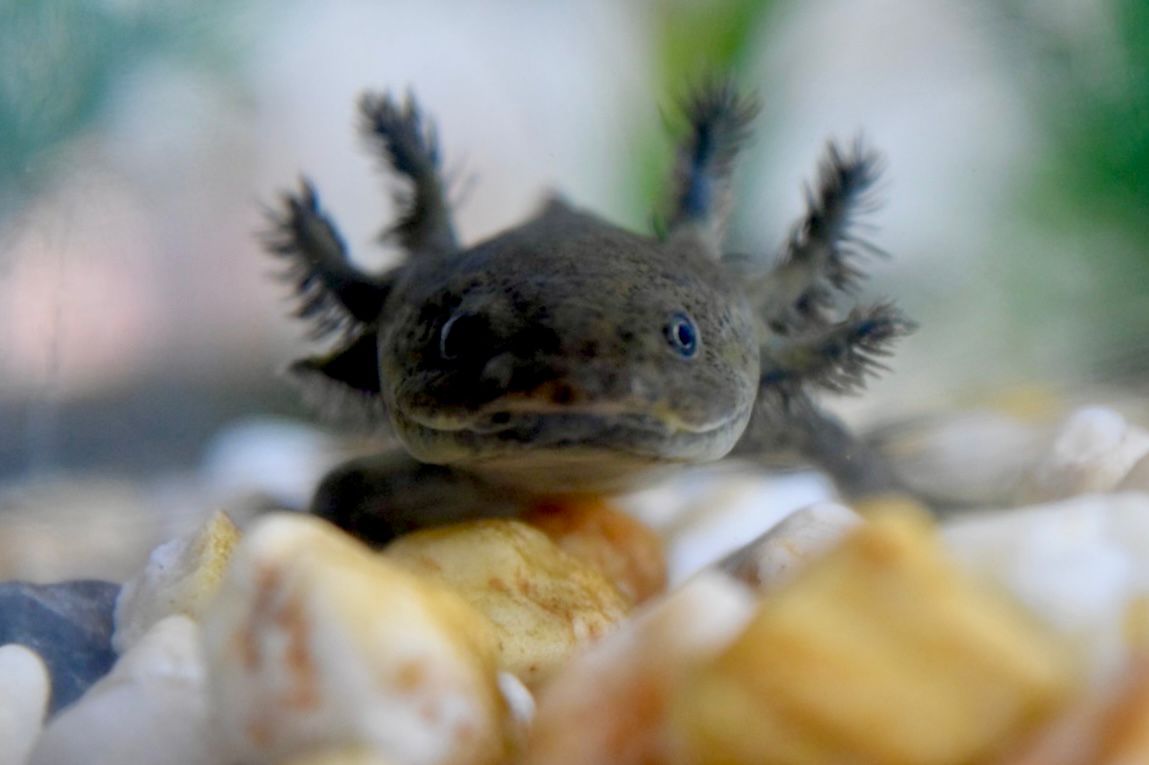 Celebran el Día del Ajolote y el 26° Aniversario del Centro Los Coyotes ...